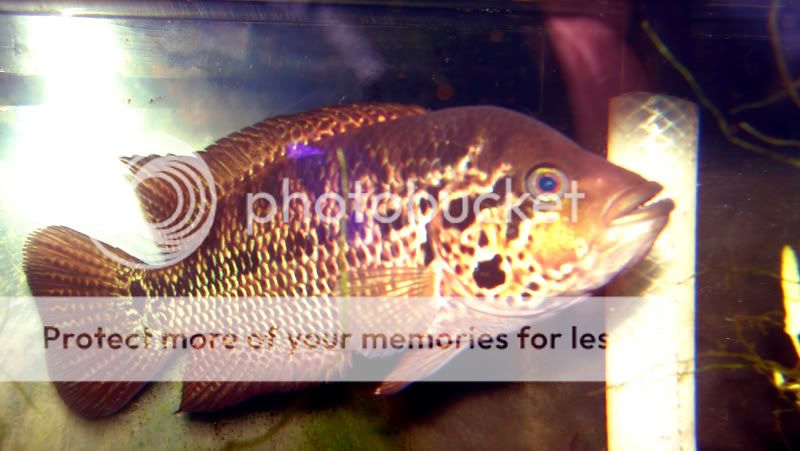 red tiger mota, can you guess the daddy? | MonsterFishKeepers.com