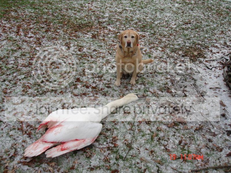 Mute Swans | Duck Hunting Forum