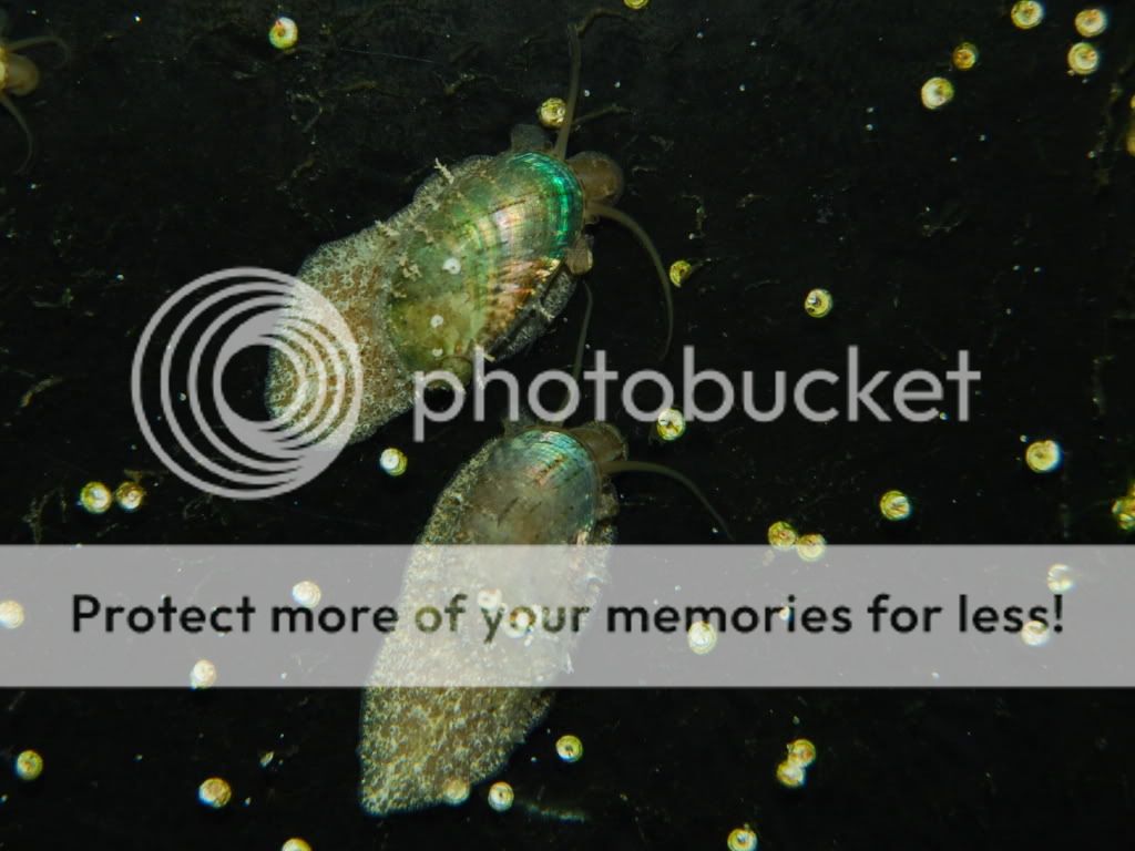 How fast do stomatella move? | Reef Sanctuary