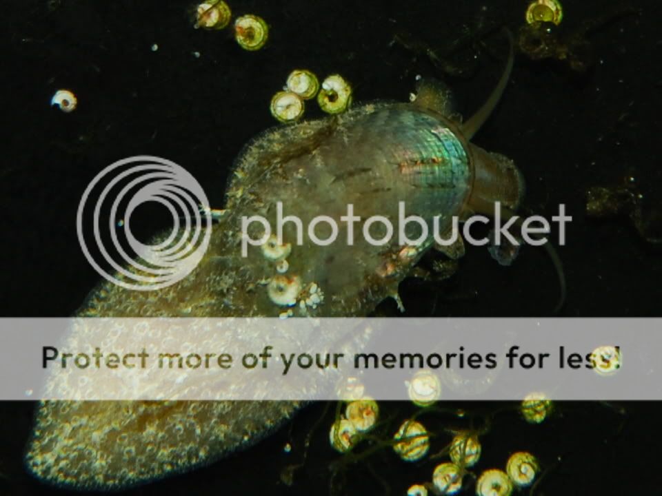 How fast do stomatella move? | Reef Sanctuary