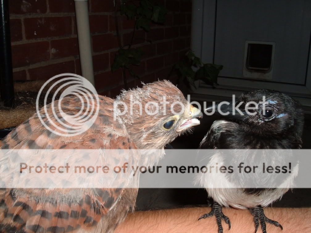 Harris hawk | Reptile Forums