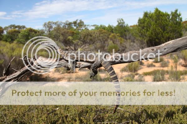 Bardick Pictures | Aussie Pythons & Snakes Forum