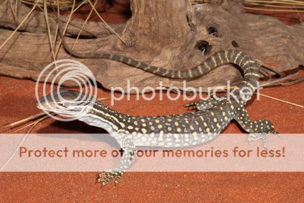 Sand Monitor | Aussie Pythons & Snakes Forum
