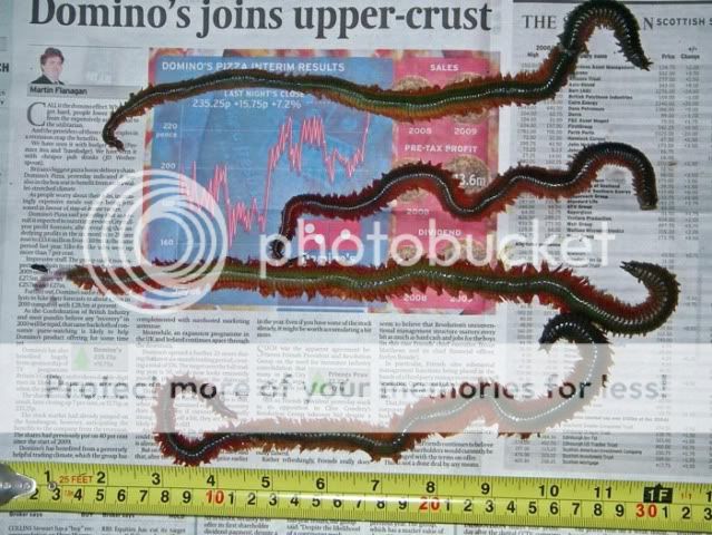 How to keep Ragworm in good condition during transit? | World Sea ...