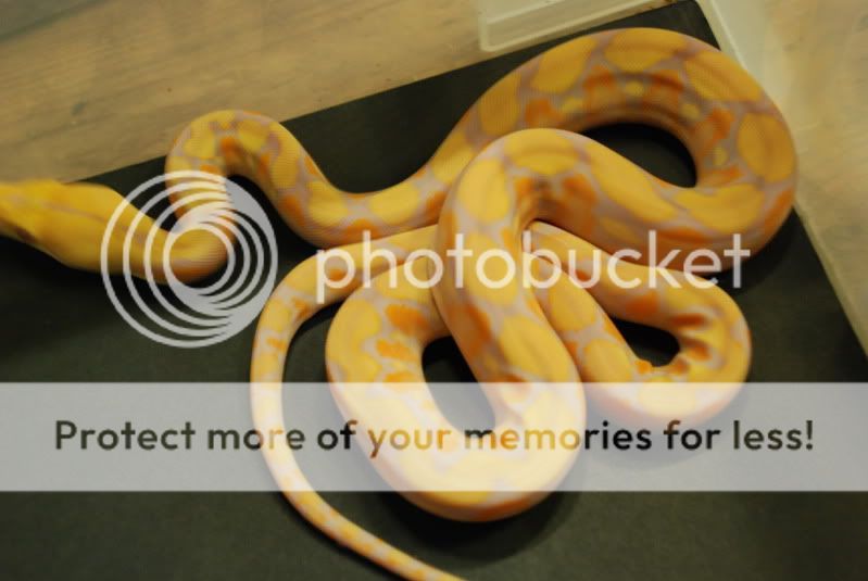 Scotland - Hatchling Albino Reticulated Pythons | Reptile Forums