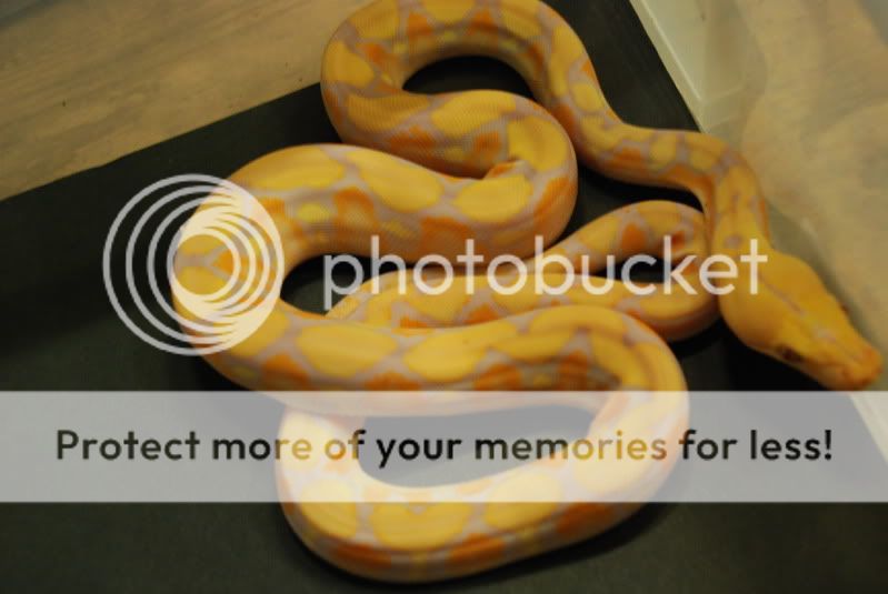 Scotland - Hatchling Albino Reticulated Pythons | Reptile Forums