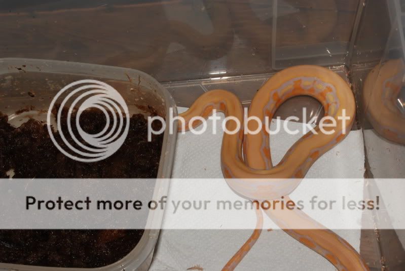 Scotland - Hatchling Albino Reticulated Pythons | Reptile Forums