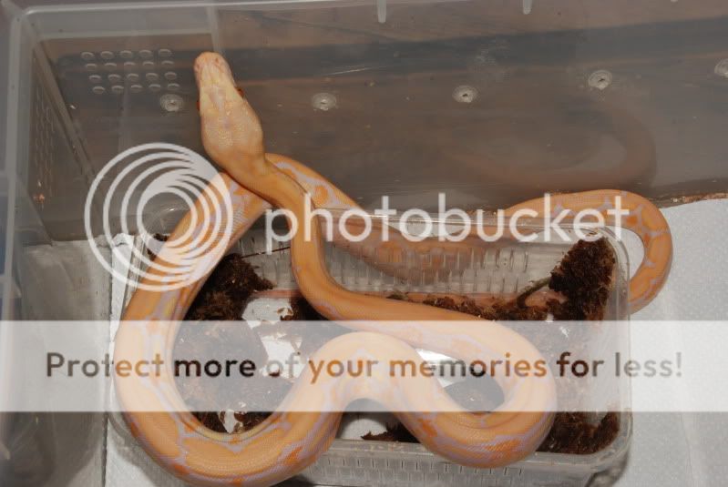 Scotland - Hatchling Albino Reticulated Pythons | Reptile Forums