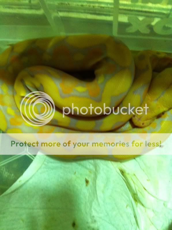 Scotland - Hatchling Albino Reticulated Pythons | Reptile Forums