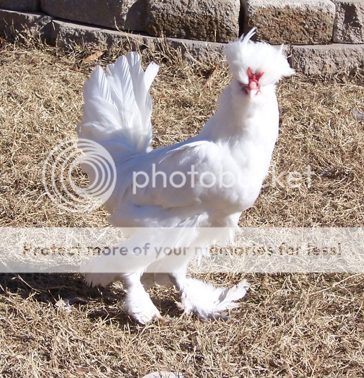 the sultan thread | Page 2 | BackYard Chickens - Learn How to Raise ...