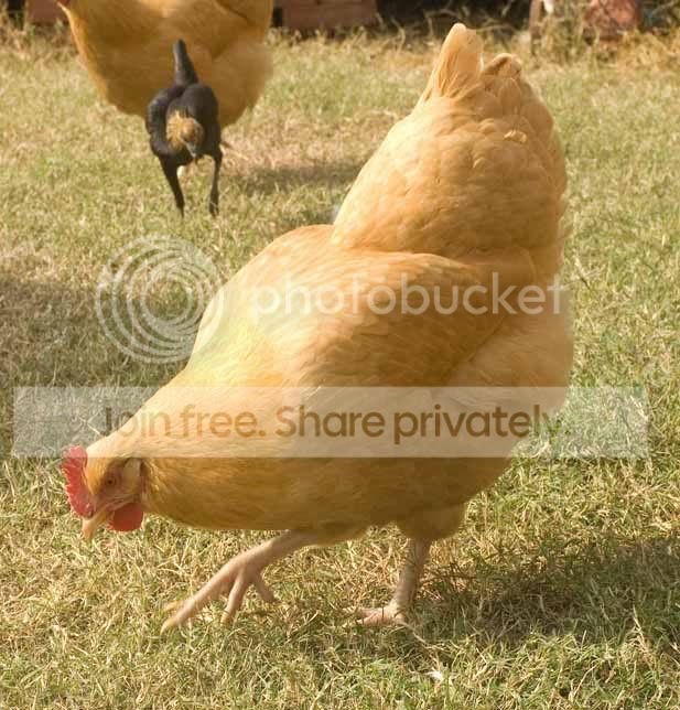 Cackle Hatchery? | BackYard Chickens - Learn How to Raise Chickens