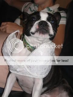 My bra model | Poodle Forum