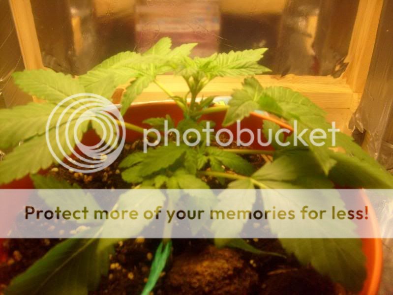 Yum yum double gum grow | Rollitup