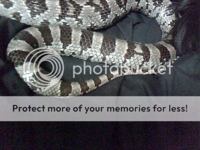 I have an obese corn snake? : / | Reptile Forums