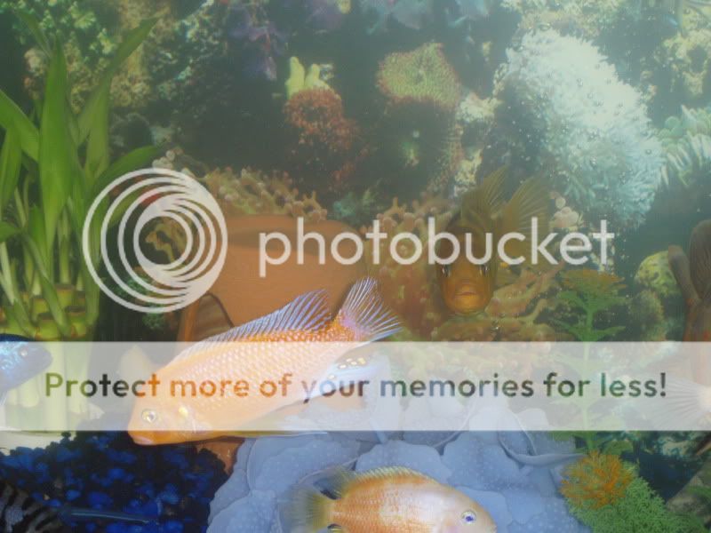 Orange zebra | Cichlid Fish Forum